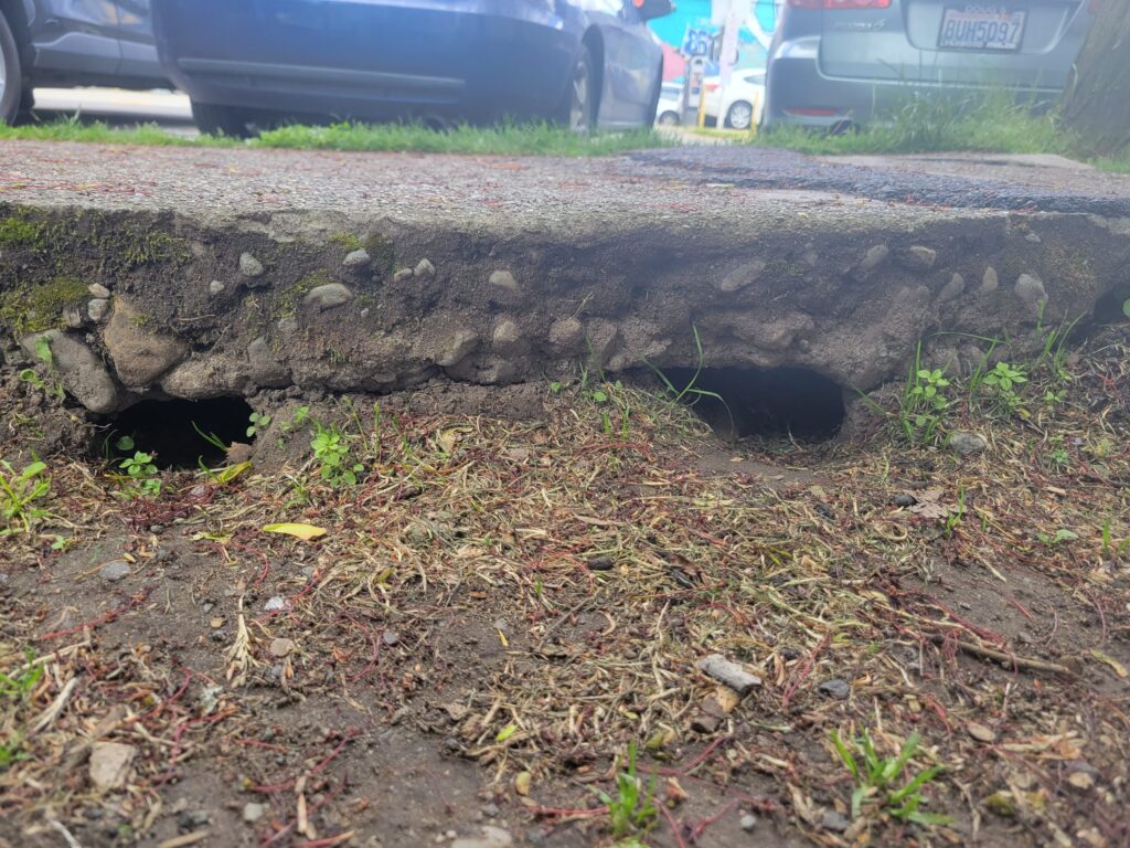 City of Seattle: Rodent Management That is Discreet and Effective ...