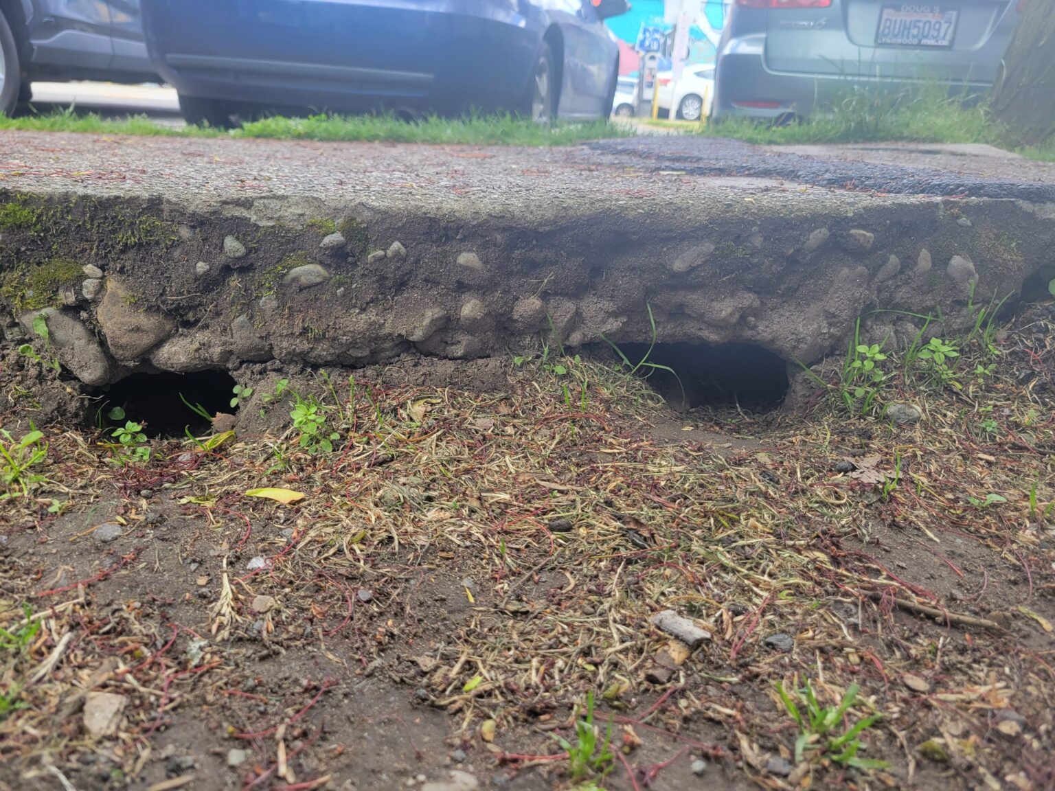 City of Seattle: Rodent Management That is Discreet and Effective ...