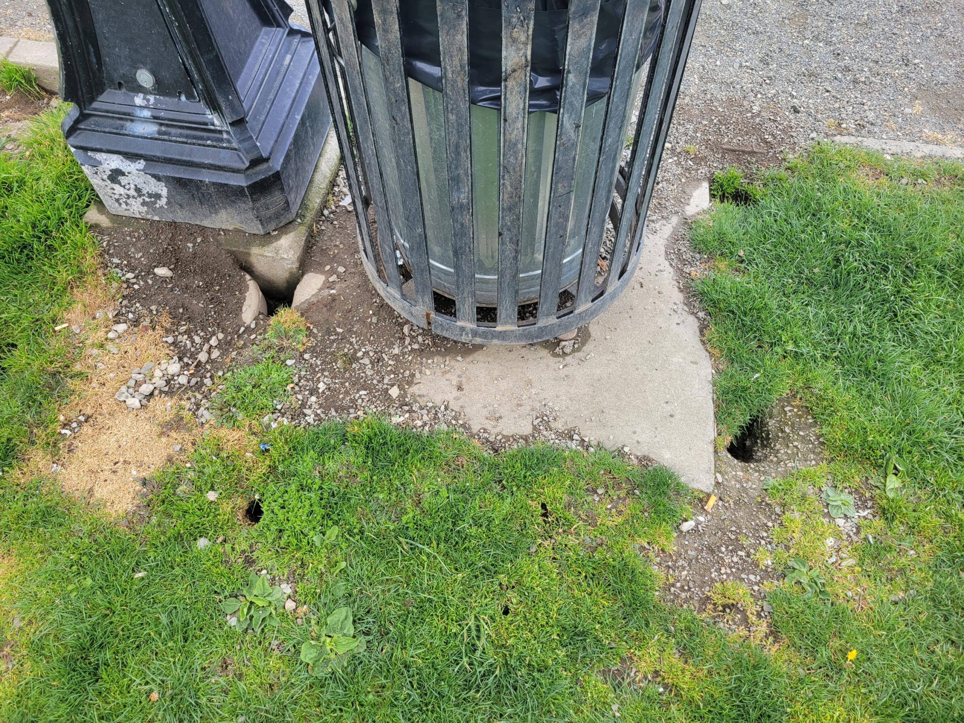 City of Seattle: Rodent Management That is Discreet and Effective ...