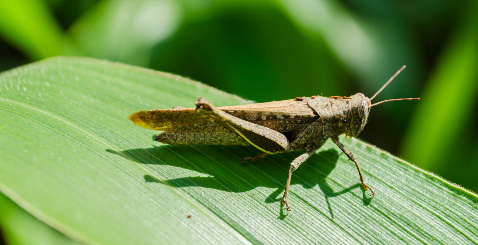 Pest That Pop In: Meet the Occasional Invaders | Sprague Pest Solutions