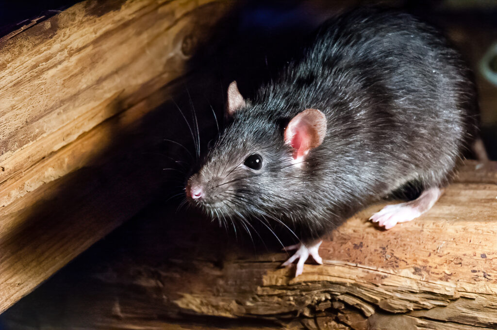 Why Rodents Thrive in Cold Storage | Sprague Pest Solutions