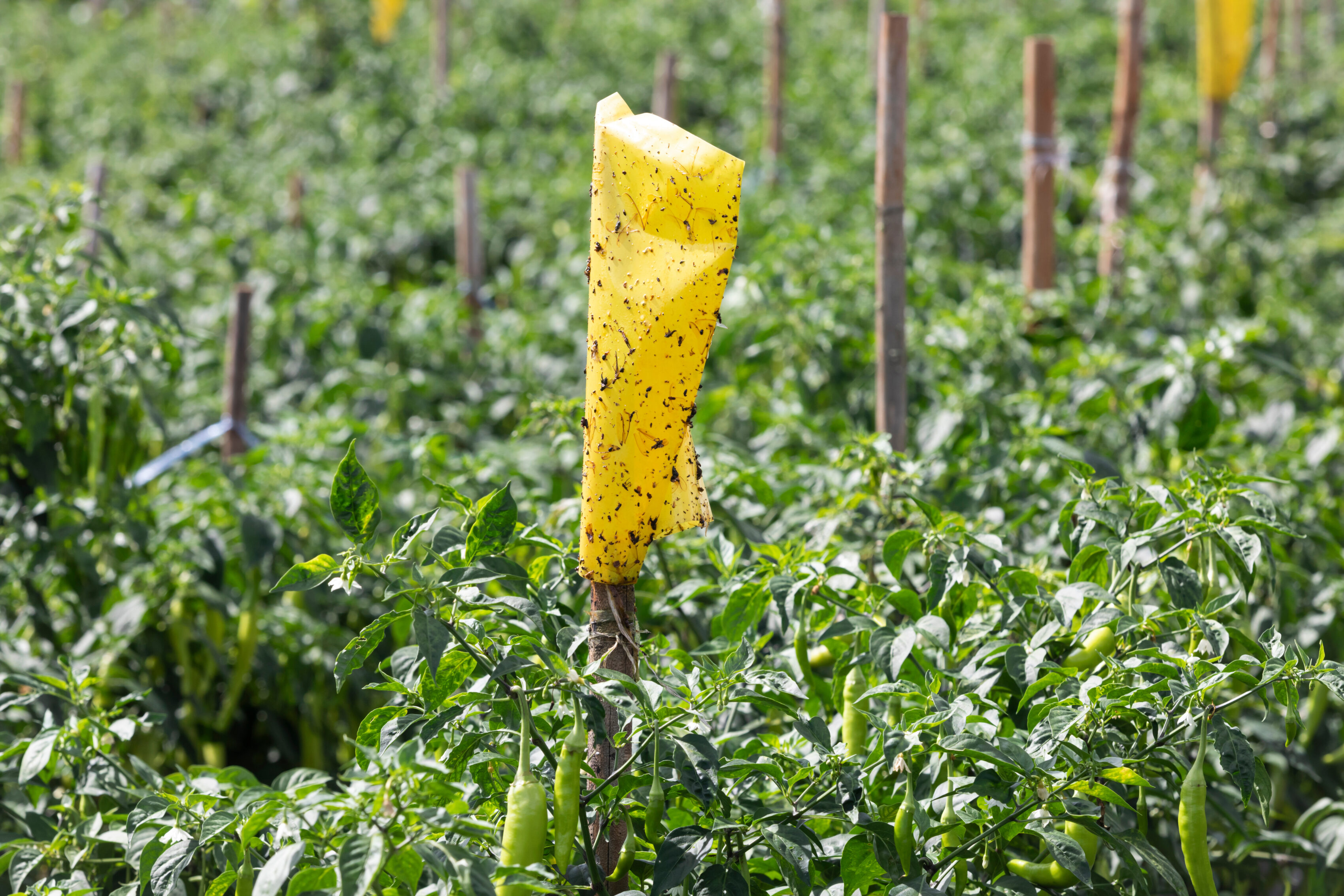Pest Attractants: Boosting Control & Reducing Pesticides | Sprague Pest ...