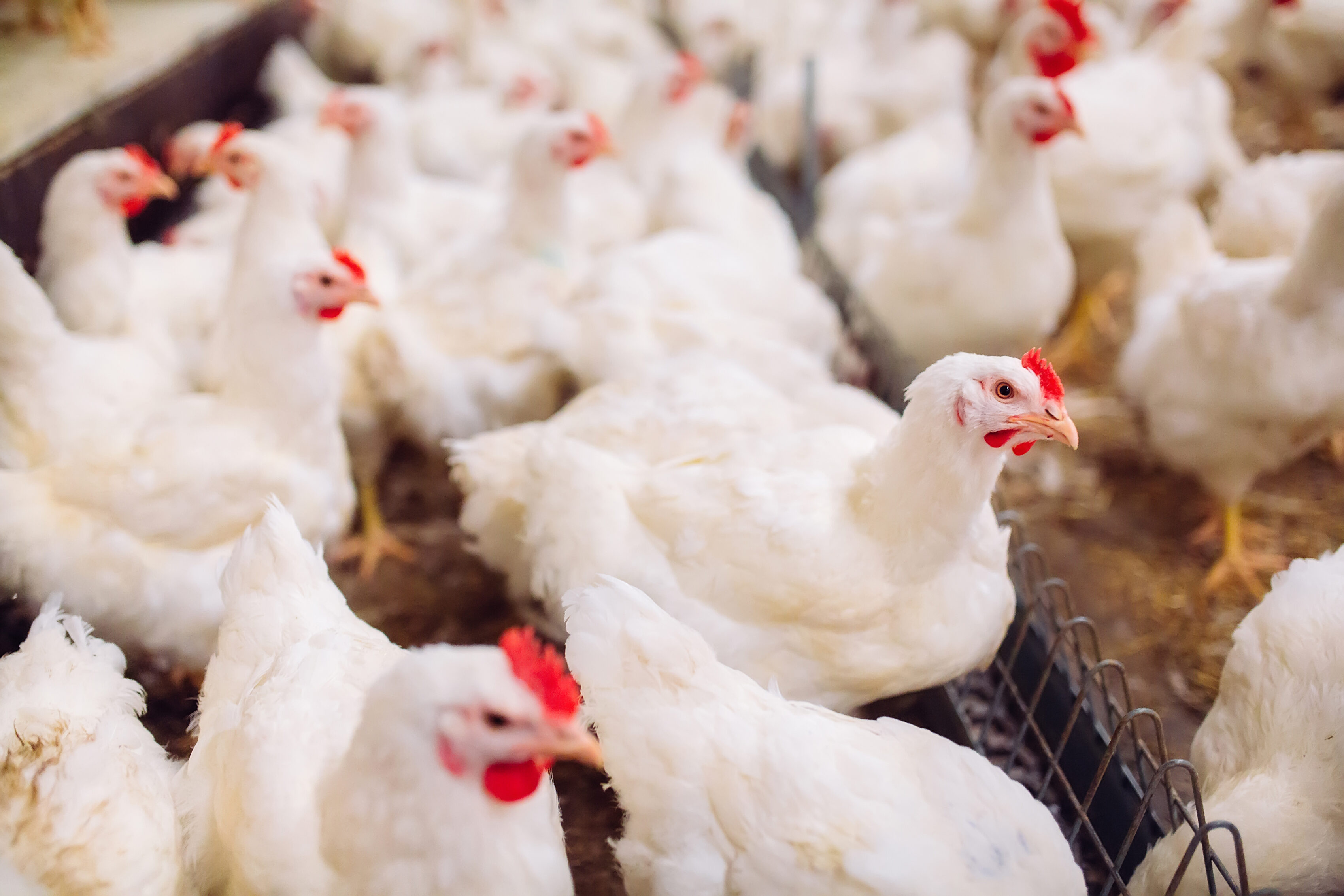 Bird Flu 2025: Updates and Precautions