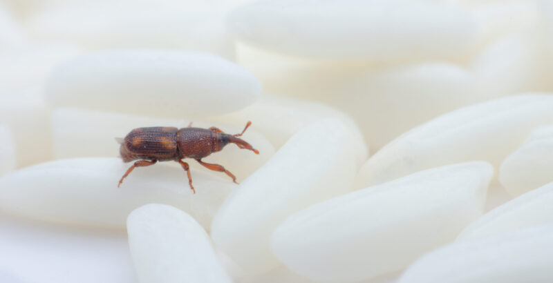 Insect Growth Regulators: A Subtle Strategy | Sprague Pest Solutions