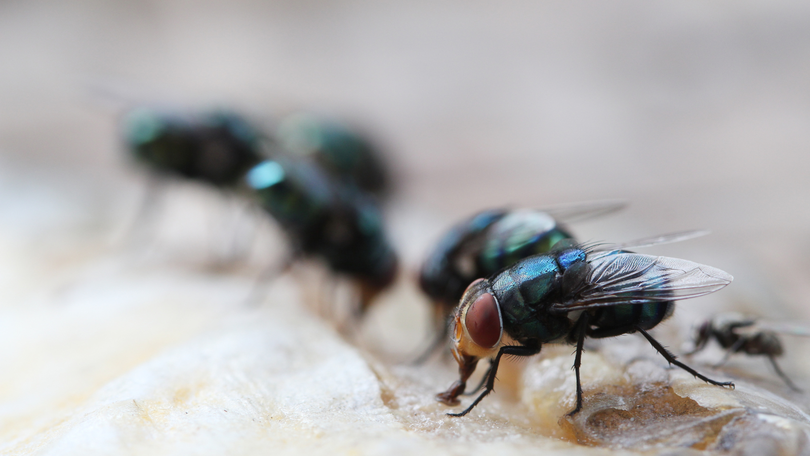 Spring Into Action: Why Fly Activity Increases in the Spring | Sprague ...