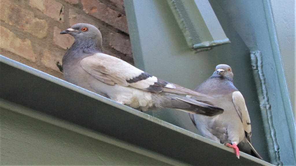 Bird Control - Sprague Pest Solutions