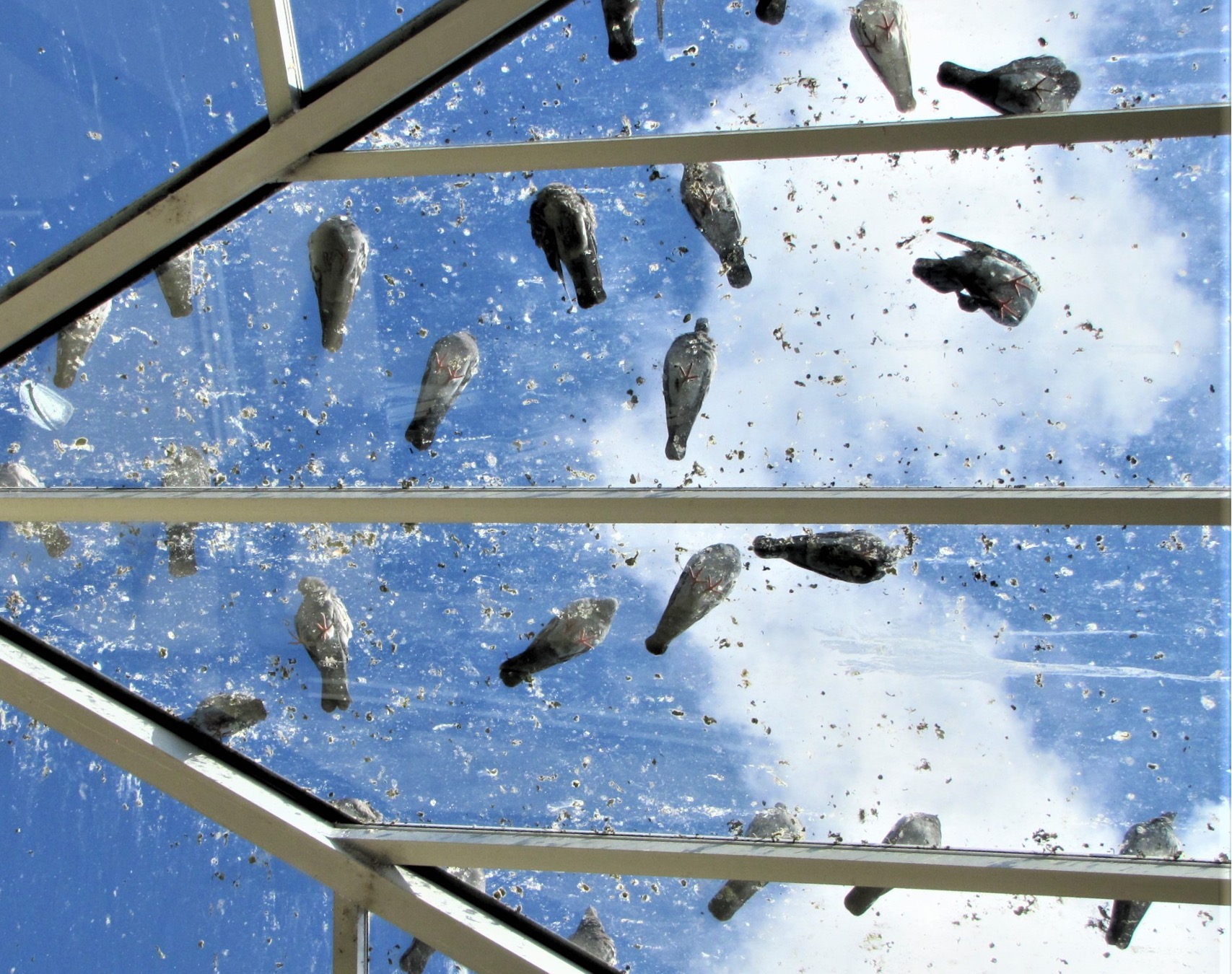 Bird Control - Sprague Pest Solutions
