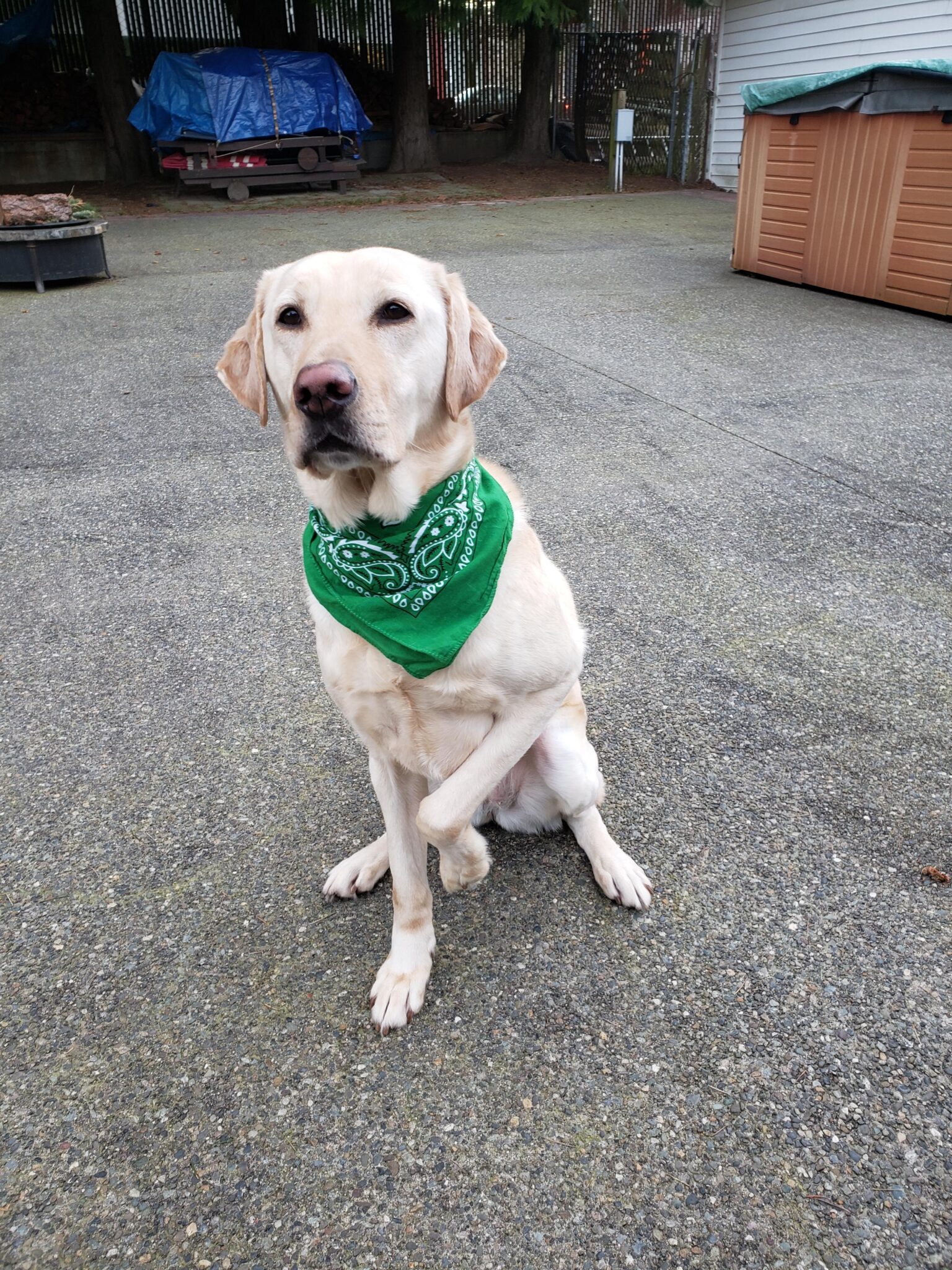 Quilty: Sprague's Superstar Bed Bug Dog - Sprague Pest Solutions
