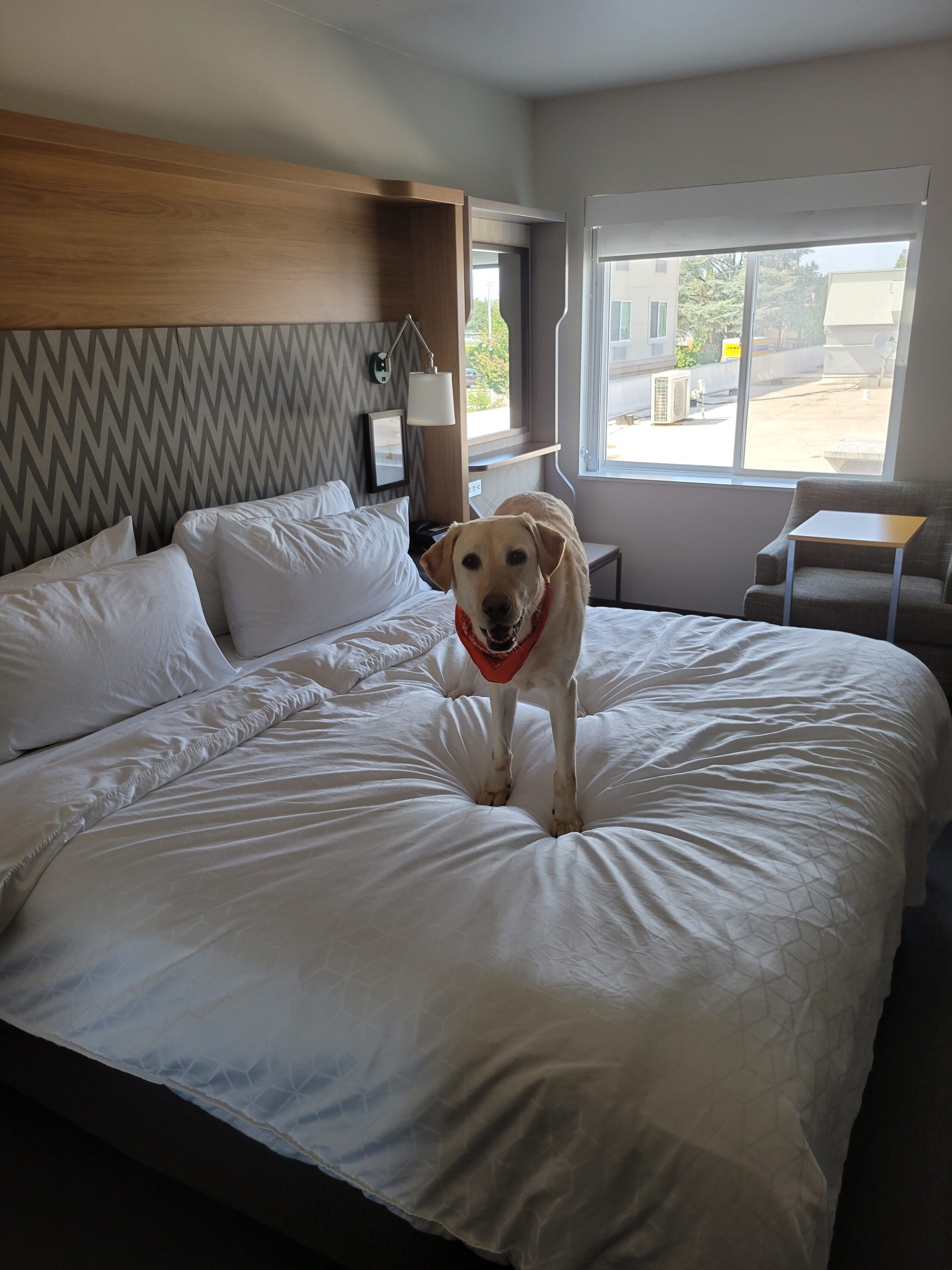 Quilty: Sprague's Superstar Bed Bug Dog - Sprague Pest Solutions