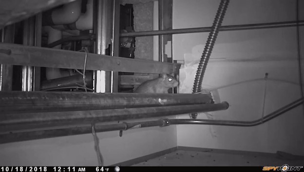 Rodent Control and Cameras: A Picture Tells A Thousand Words