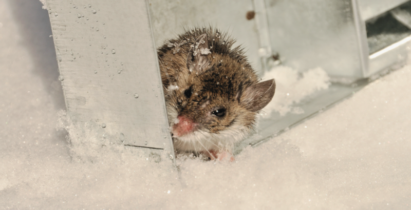 Winter Woes: Understanding the Surge in Rodent Pressures - Sprague Pest ...