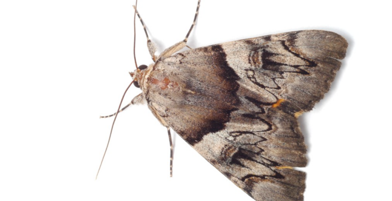miller-moth-control - Sprague Pest Solutions