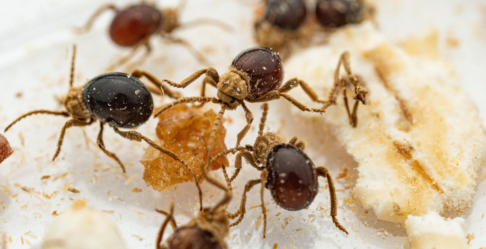 Spooky Pests to Give You the Creeps in October | Sprague Pest Solutions