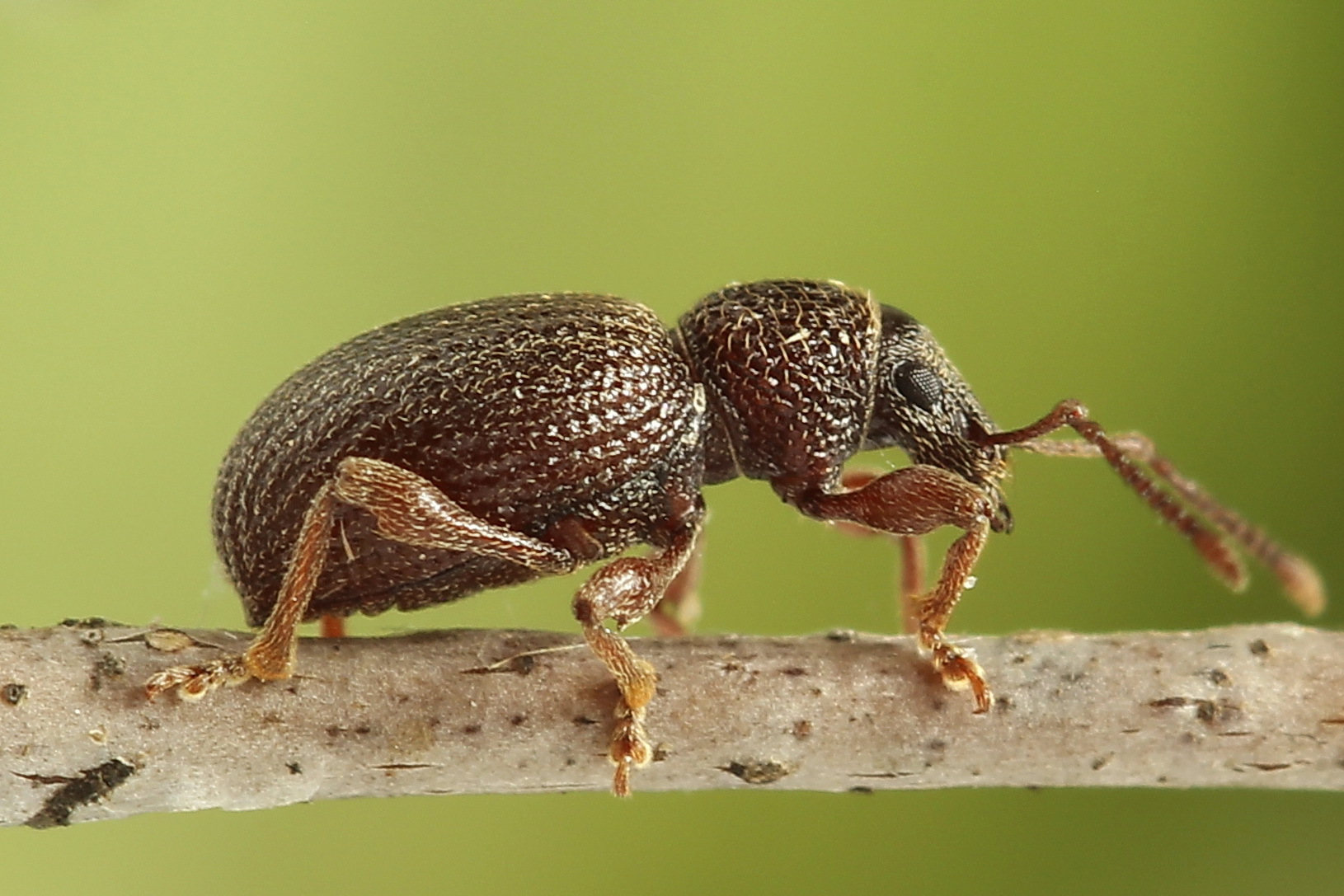 When a Weevil Isn't a Weevil | Sprague Pest Solutions