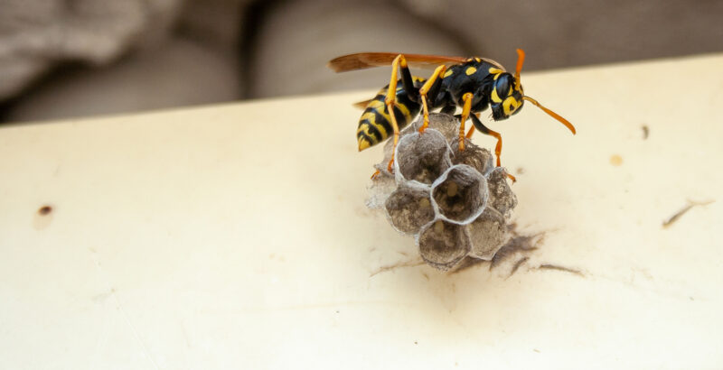 How to Tell a Paper Wasp from a Yellow Jacket | Sprague Pest