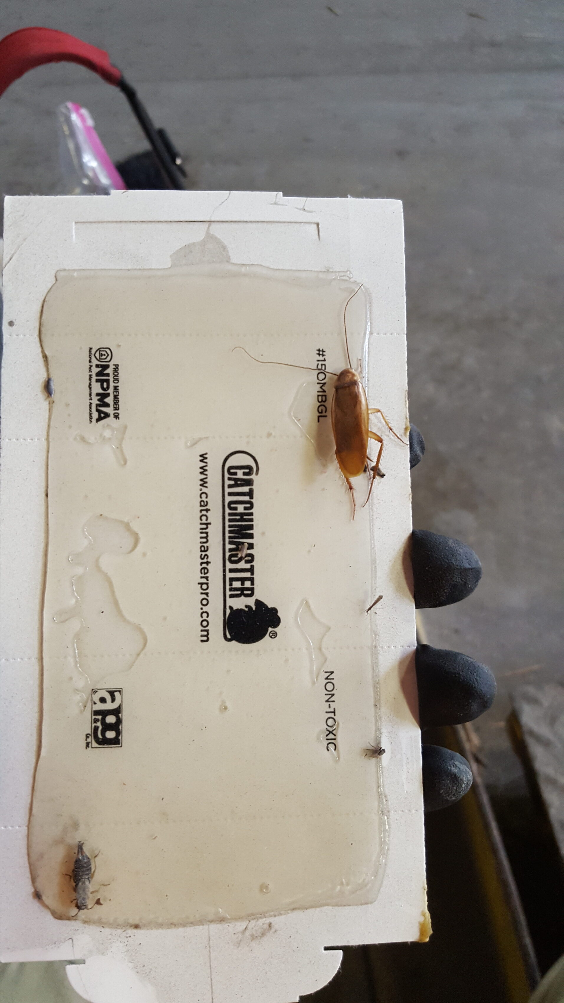 Cockroaches - Sprague Pest Solutions