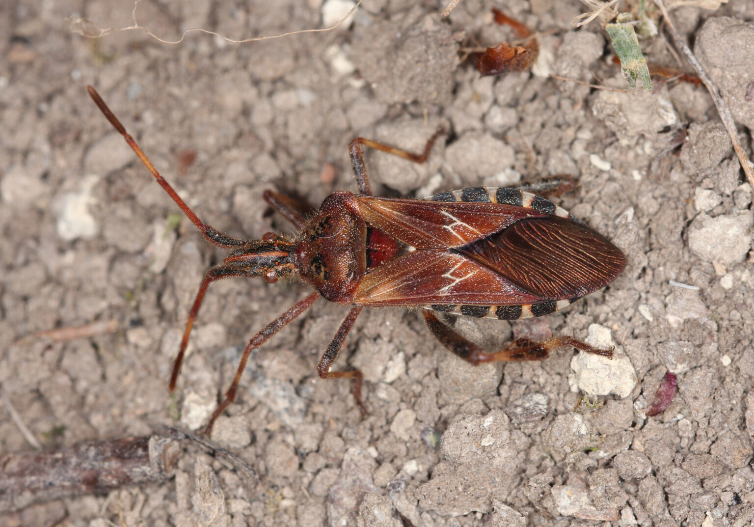 Overwintering Pests and How to Keep Them Out | Sprague Pest Solutions