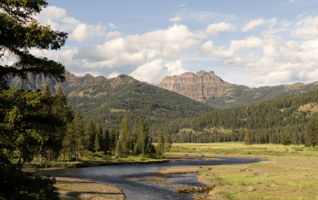 How to Manage Pests in National Parks | Sprague Pest Solutions