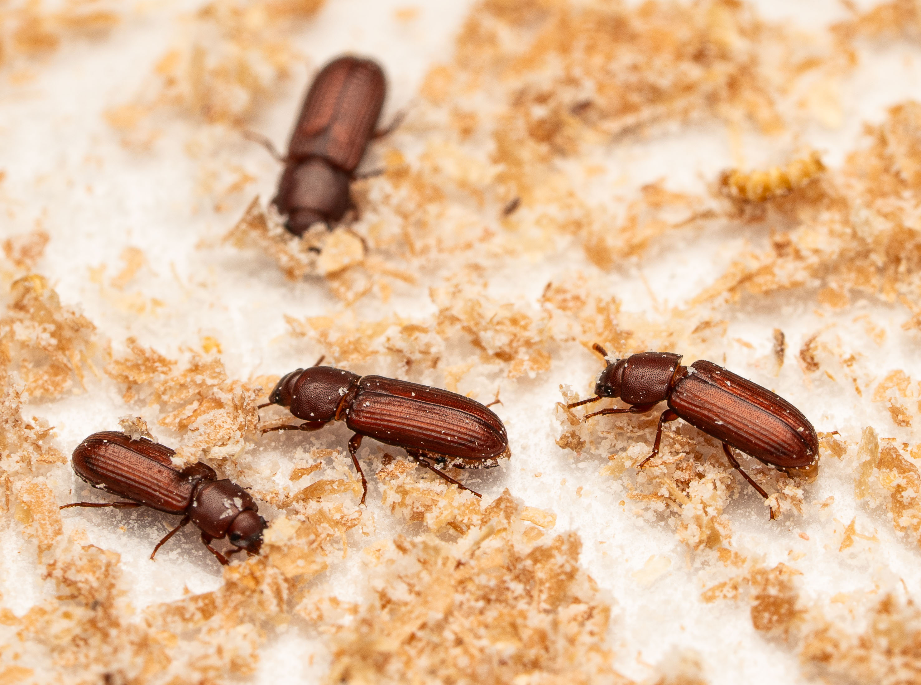 Flour Weevils