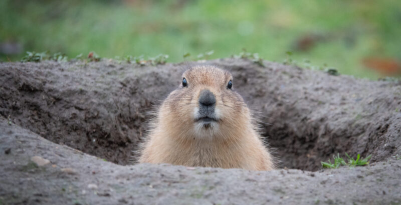 Gopher a Hole-In-One with Golf Course Pest Control - Sprague Pest Solutions