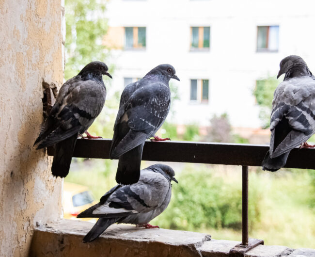 Bird Control - Sprague Pest Solutions