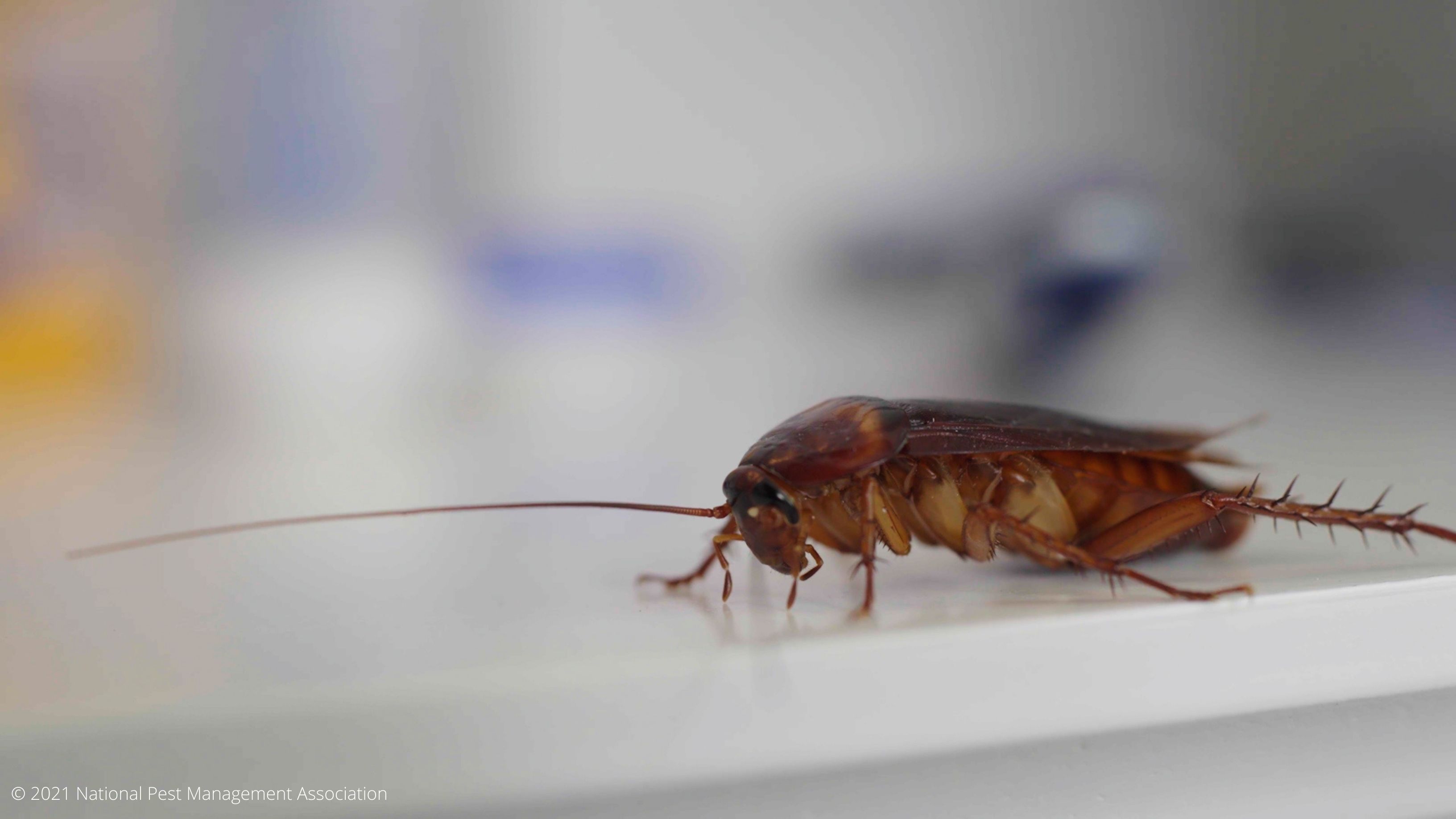 The True Cost of a Single Pest Sighting |Sprague Pest Solutions