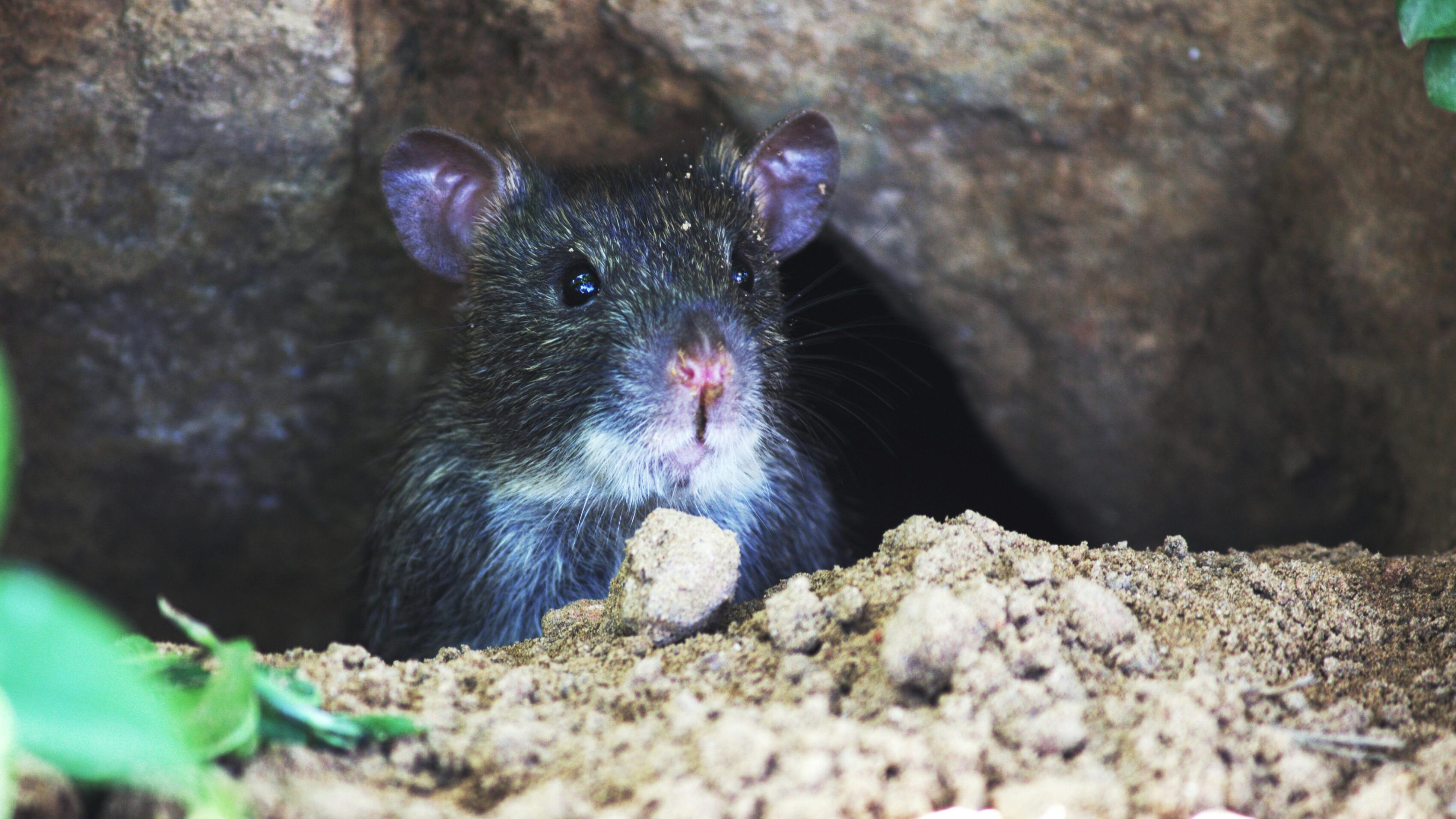 Your Guide to Spring 2025 Rodent Activity | Sprague Pest Solutions