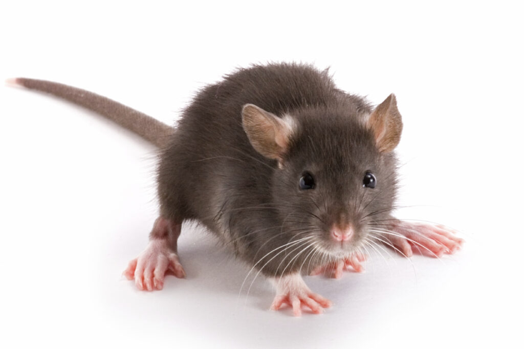 Raising Your Rodent Awareness - Five Minutes With Bobby Corrigan ...