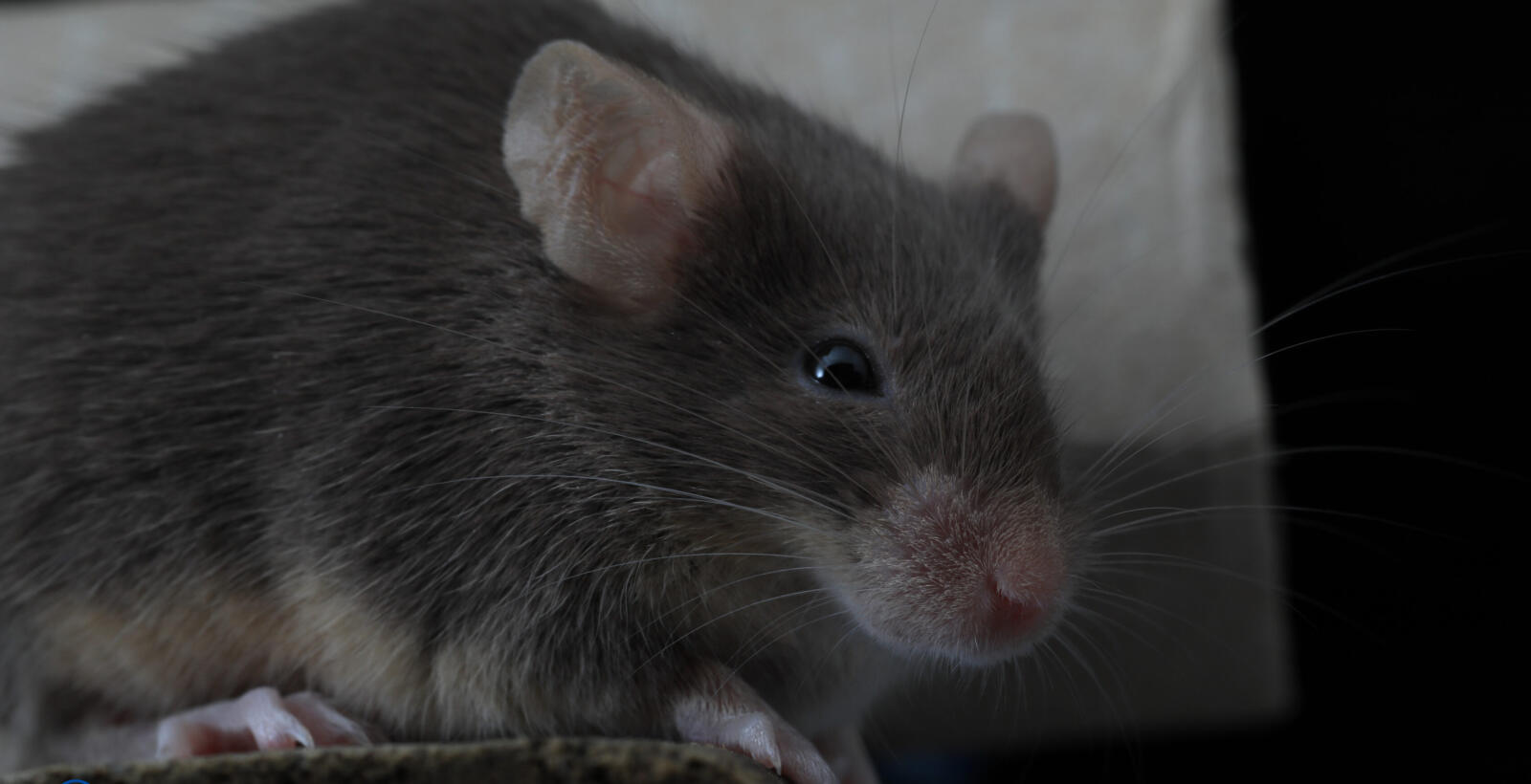 Sanitation Practices and Rodents - Sprague Pest Solutions