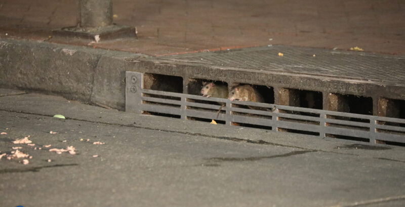 Rodenticide Reduction: The Evolution of Pest Control | Sprague Pest ...