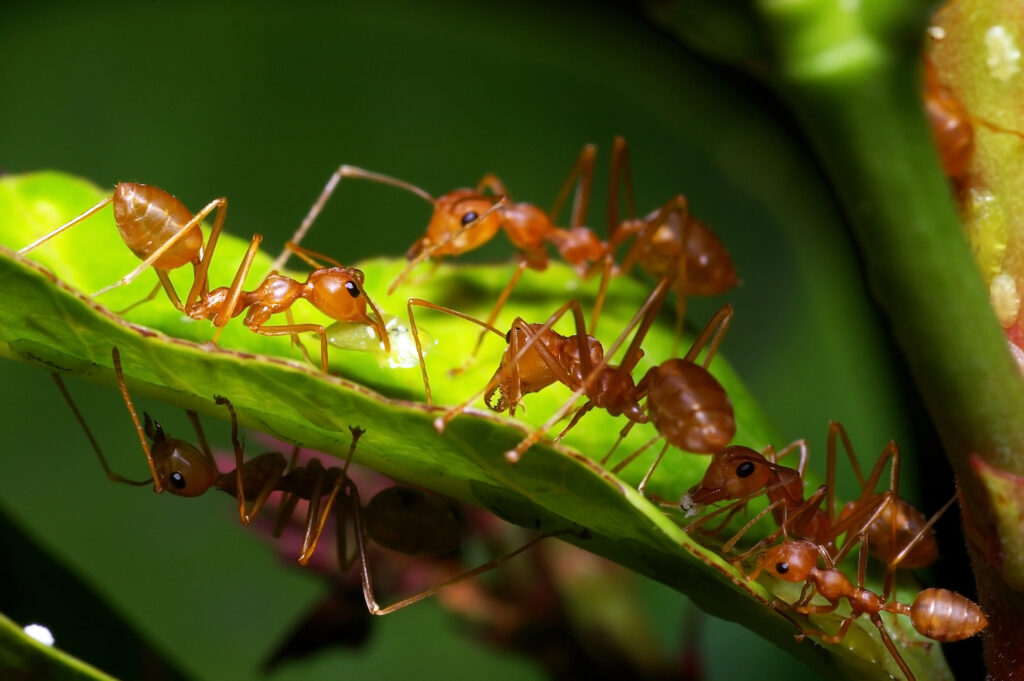 How We Select What Products To Use | Sprague Pest Solutions