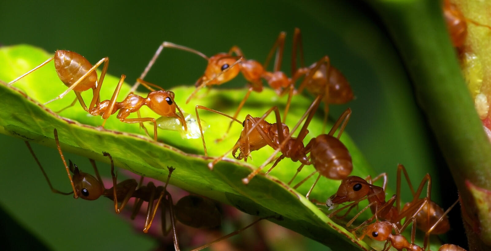 How We Select What Products To Use | Sprague Pest Solutions